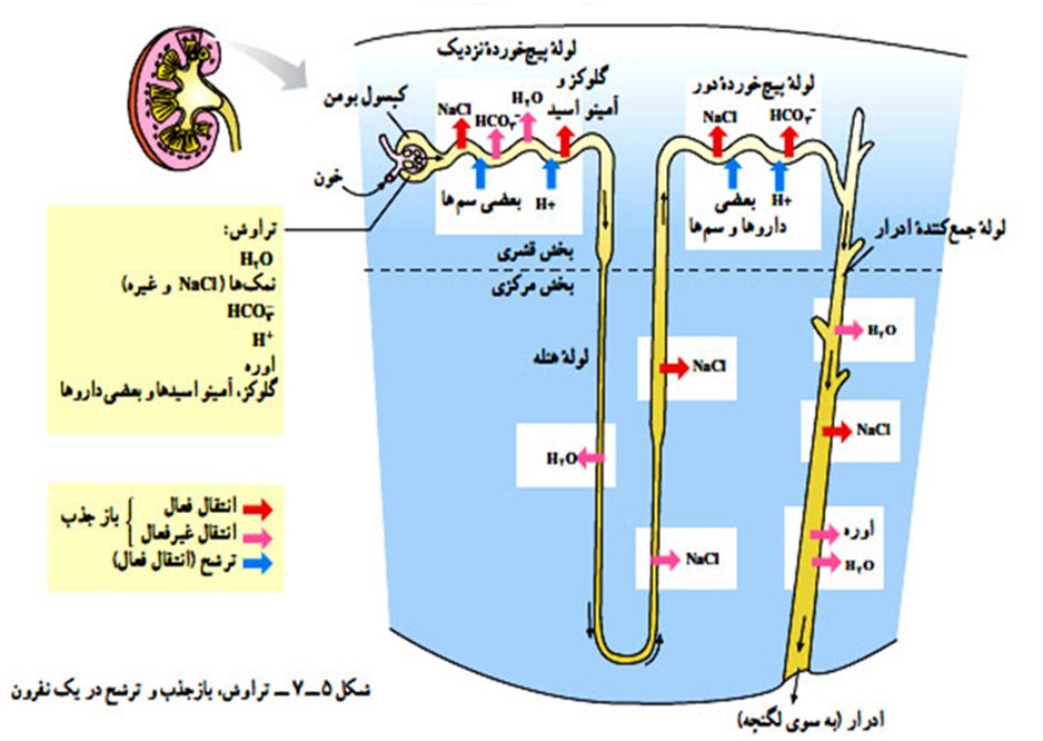 زیست شناسی آبدانان