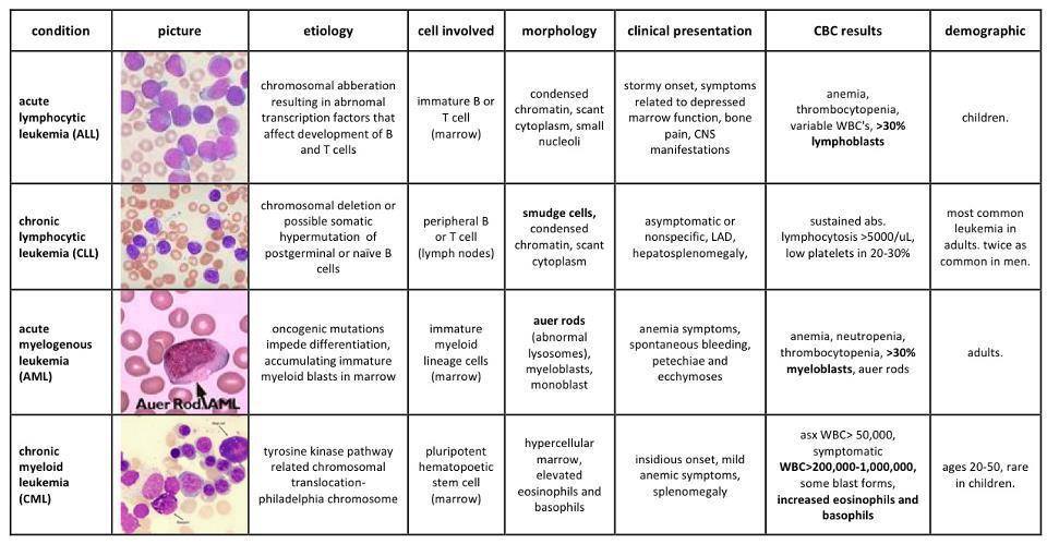هماتولوژی دانشگاه علوم پزشکی ایلام | هفته سوم اردیبهشت ۱۳۹۵